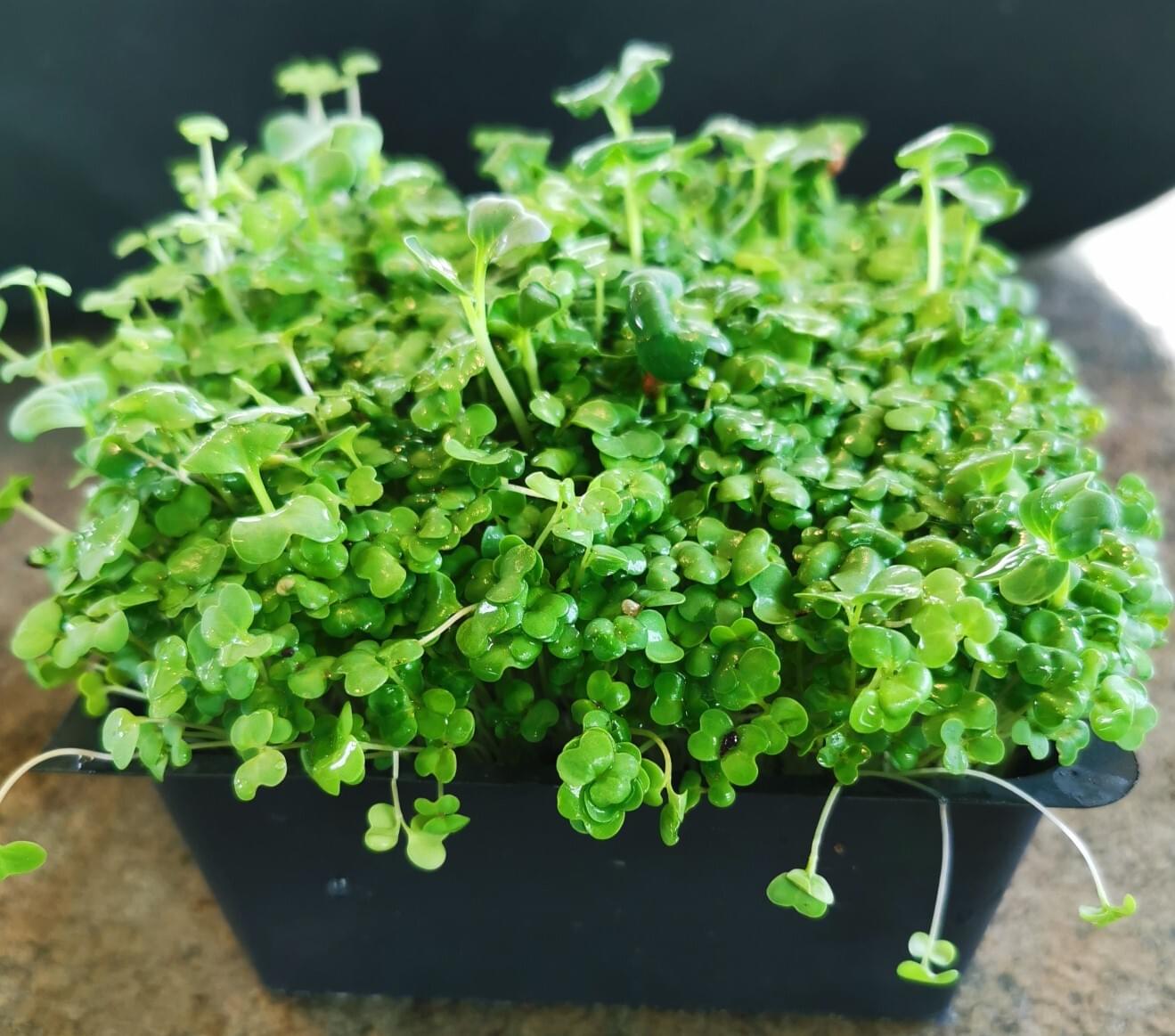 Microgreens Growing Instructions microgreens-growing-instructions